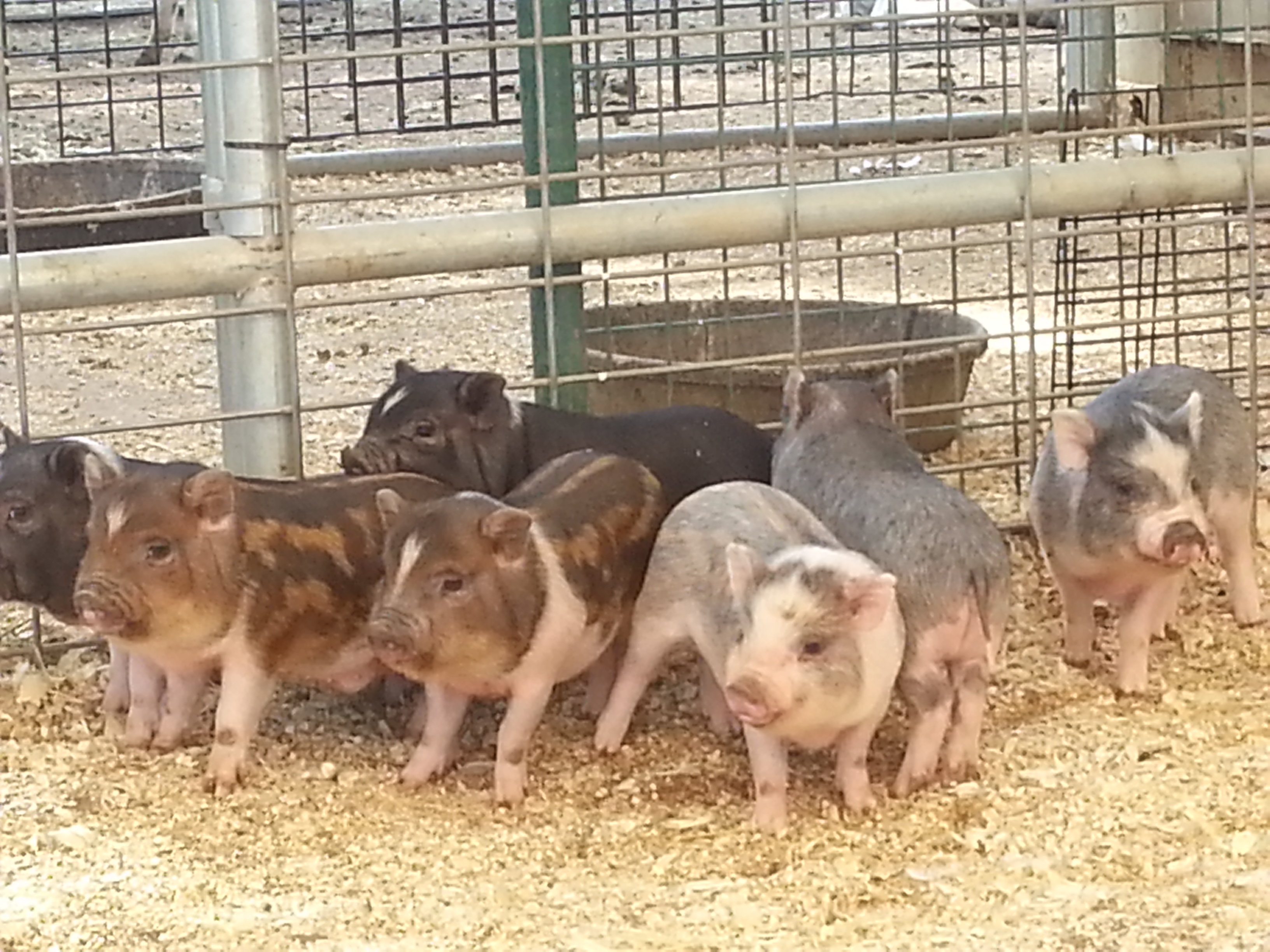 About Us Page | Pony Ranch Party Sacramento, Elk Grove, Galt, South ...